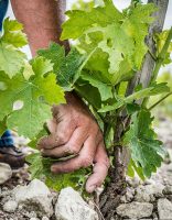 Rémy Martin - Our Commitment - Our Engagements - International