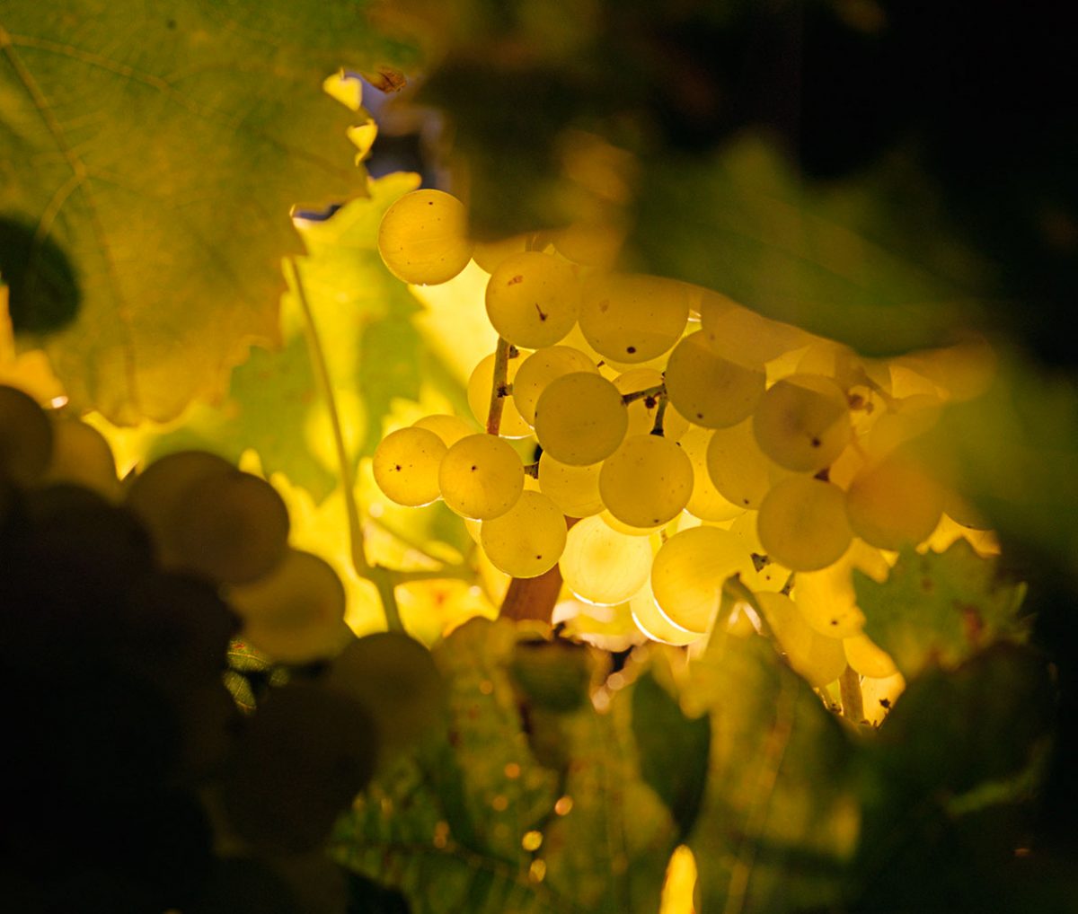 Rémy Martin - Our Commitment - The vine - International