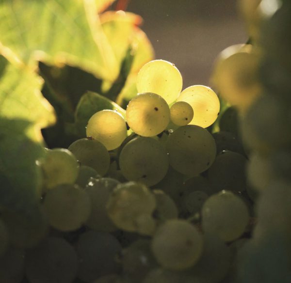 How cognac is made - Discover Cognac - Remy Martin - USA