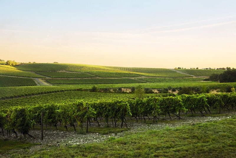Cognac Basics for Beginners - Rémy Martin USA
